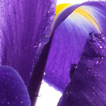 Infusion D'Iris Eau de Parfum | Prada Beauty Official Site